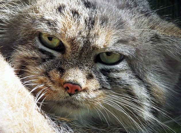 Why a Near-Threatened Status has the Pallas’s Cat Royally Grumpy