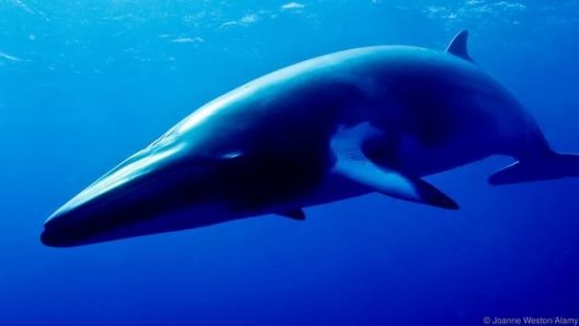 Whale Meat is Back on the Menu—But What Does That Mean?