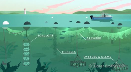 Regenerative Ocean Farming: How Can Polycultures Help Our Coasts?