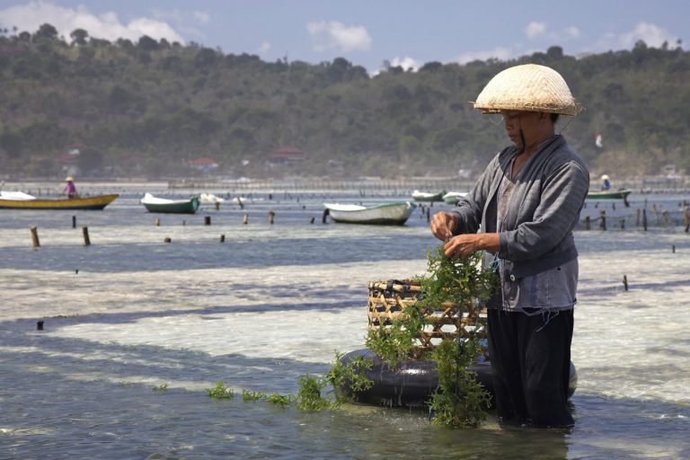 Regenerative Ocean Farming: How Can Polycultures Help Our Coasts?