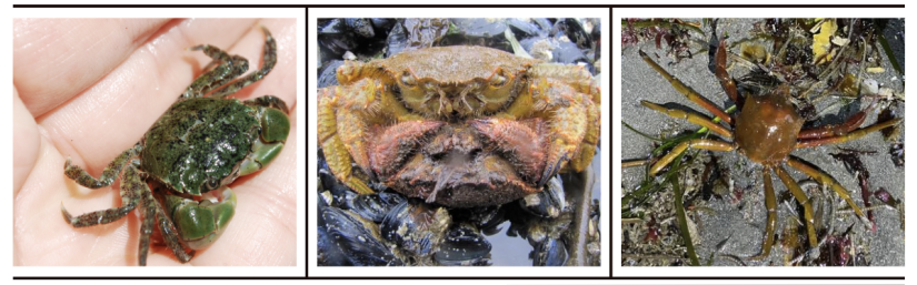 Raving Mad Crab