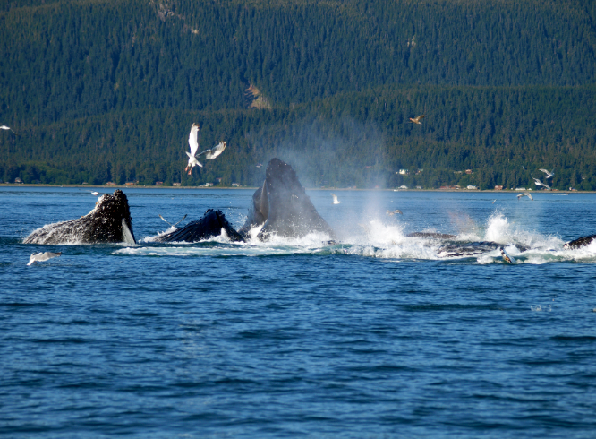 Journey Through the Oceans: A Reflection on the Parallels of Humpback ...