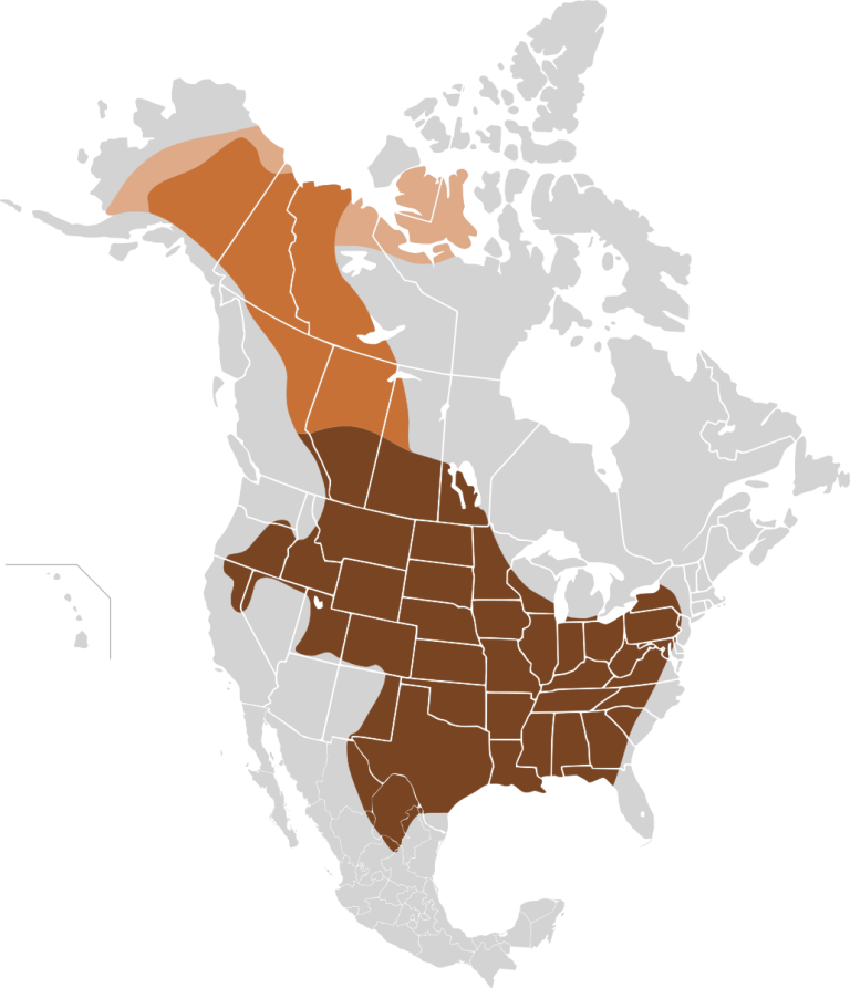 The Buffa-Low-Down: the ecological past, present, and future of the ...