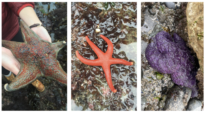 A SMEA Student’s Guide to Tidepooling in Seattle