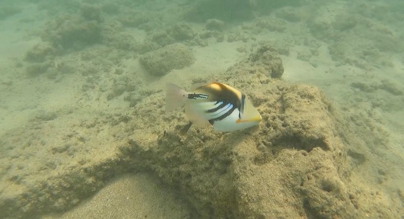 A Journey to Hawaii’s Underwater Realm with Local Fish
