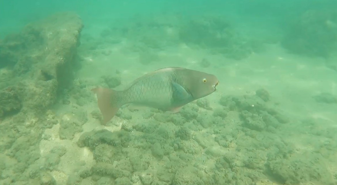 A Journey to Hawaii’s Underwater Realm with Local Fish