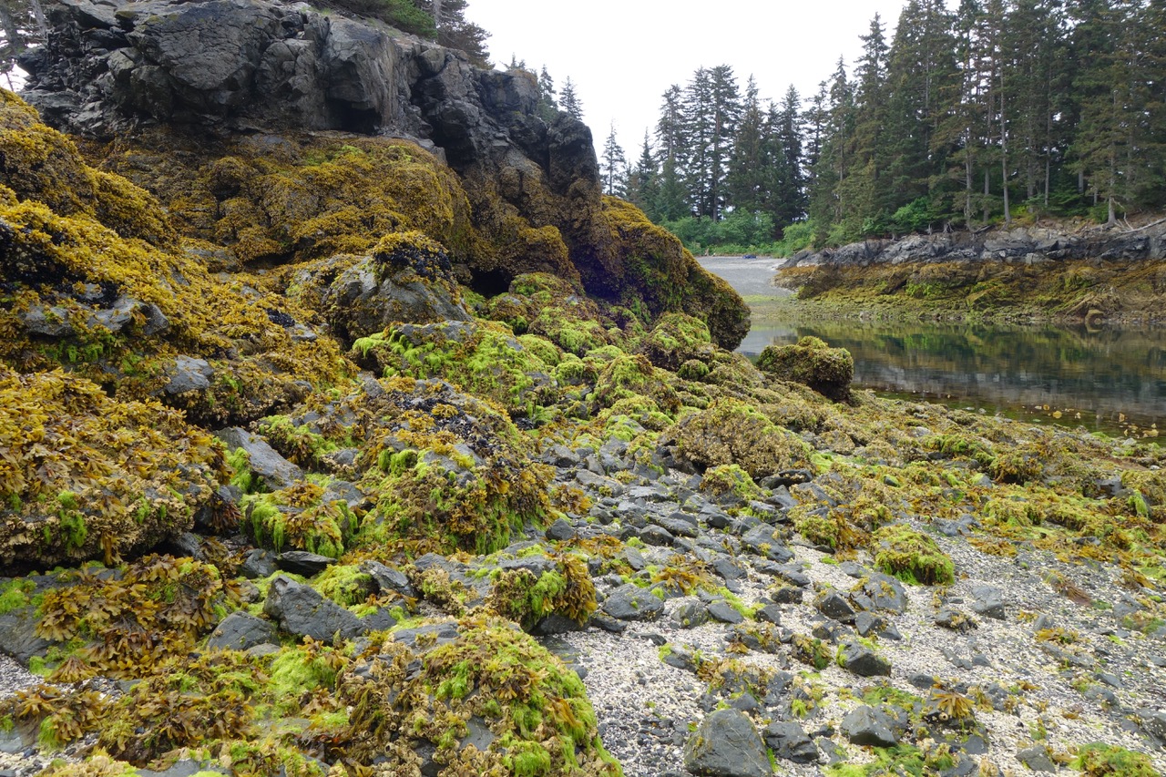 Counting Snails in Alaska