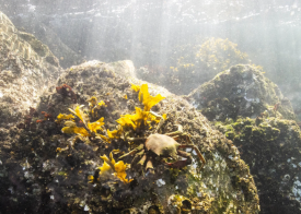 Artificial Reefs to the Rescue: Puget Sound’s Success Stories and ...