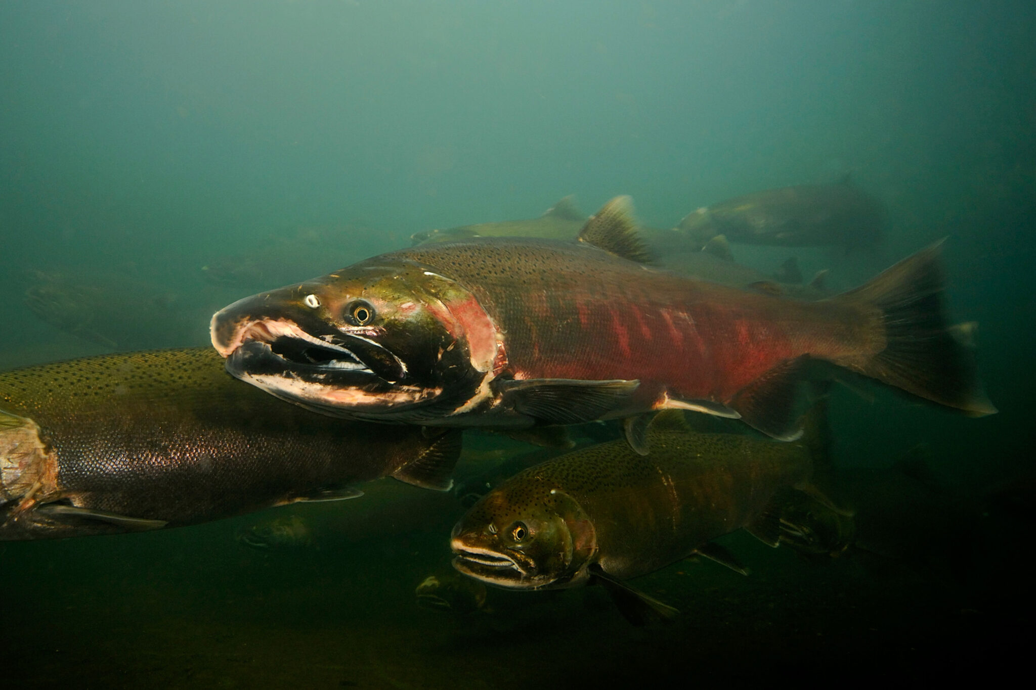 Counting Salmon is a Breeze: SMEA Researchers Track Salmon with ...